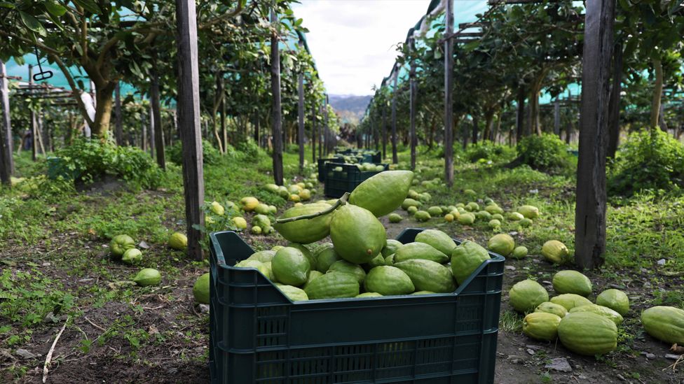 Citron: The exquisite fruit that brings rabbis - BBC Travel