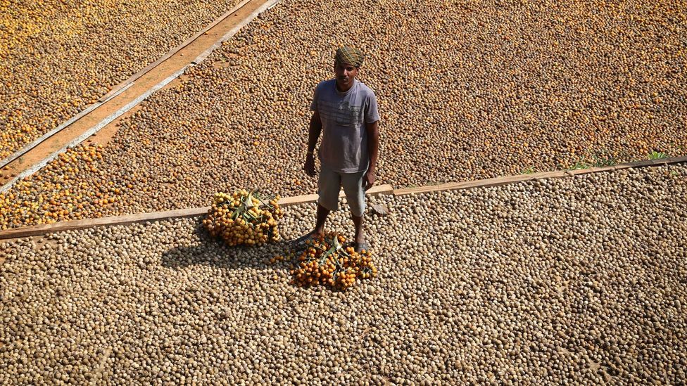 Why areca nut plantations are driving 'monkey fever' - BBC Future