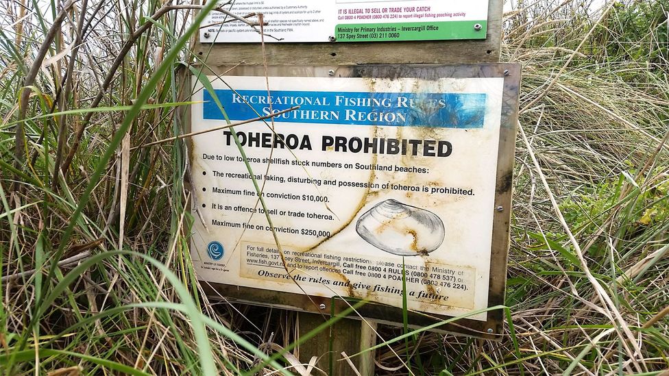 Toheroa: A fabled shellfish that nearly vanished - BBC Travel