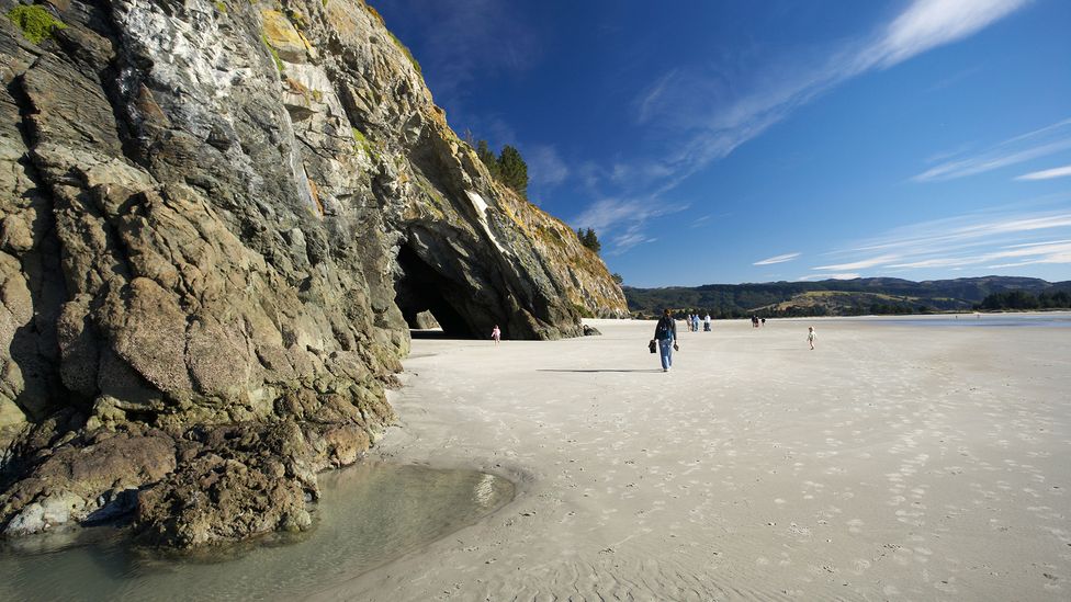 Six of the best ways to immerse yourself in nature around Dunedin - BBC Travel