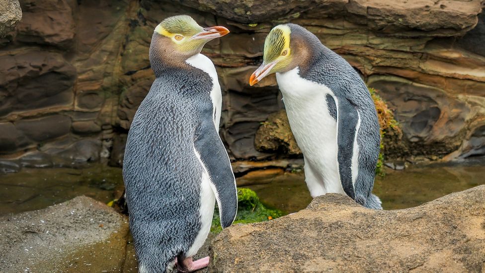 Six of the best ways to immerse yourself in nature around Dunedin - BBC ...