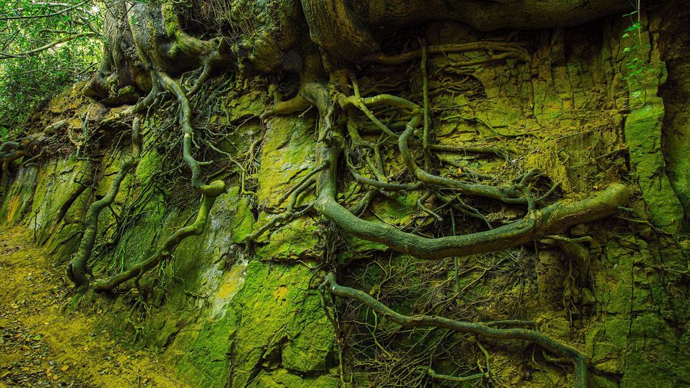 England's mysterious sunken roads - BBC Travel