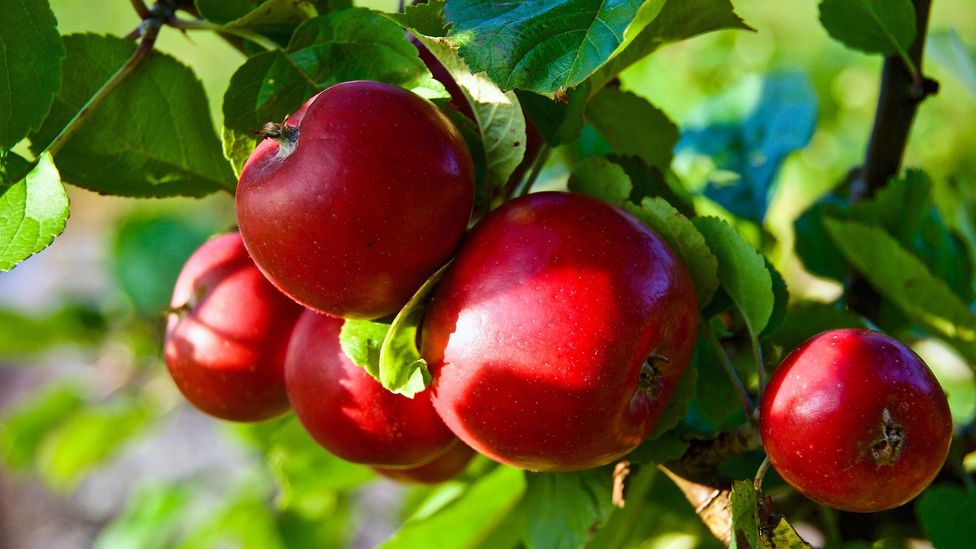 The rebirth of Norway's cider tradition - BBC Travel