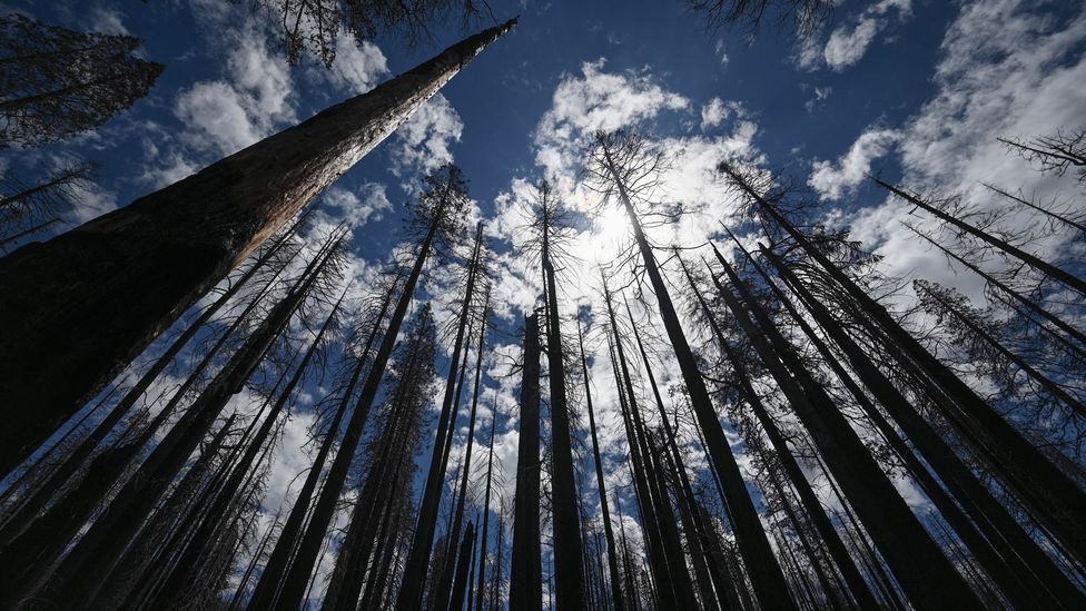 The scientists looking for alien vegetation - BBC Future