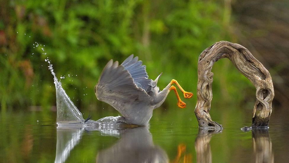 Air Guitar Roo has won the Comedy Wildlife Photography Awards - BBC Future