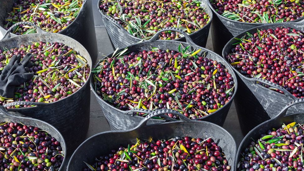 Why olive oil prices are soaring and what to do about it - BBC Travel