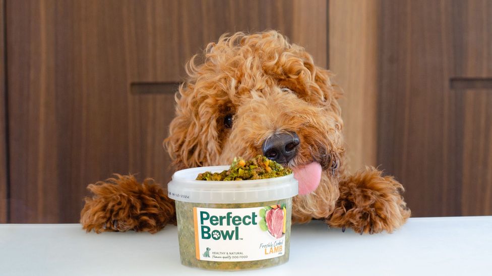 Why pet owners are spending thousands of dollars on 'human-grade' food ...