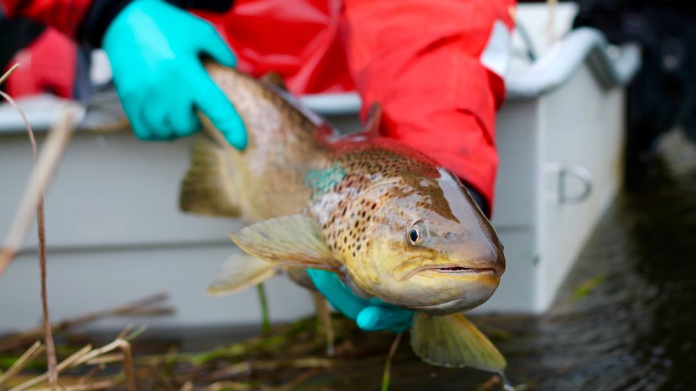 Why Europe is dismantling its dams - BBC Future