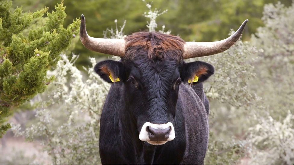 The rewilding project bringing back an ancient breed of cattle to ...