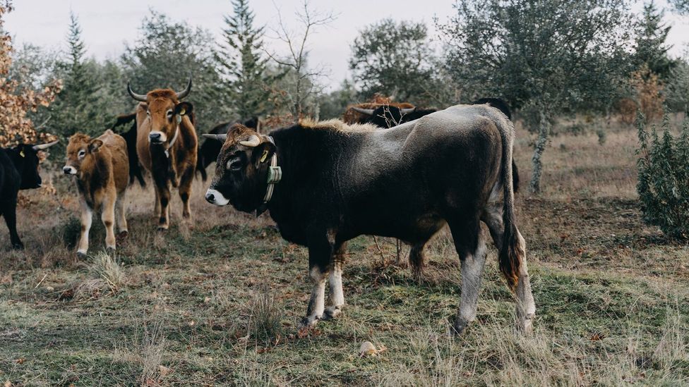 The rewilding project bringing back an ancient breed of cattle to ...