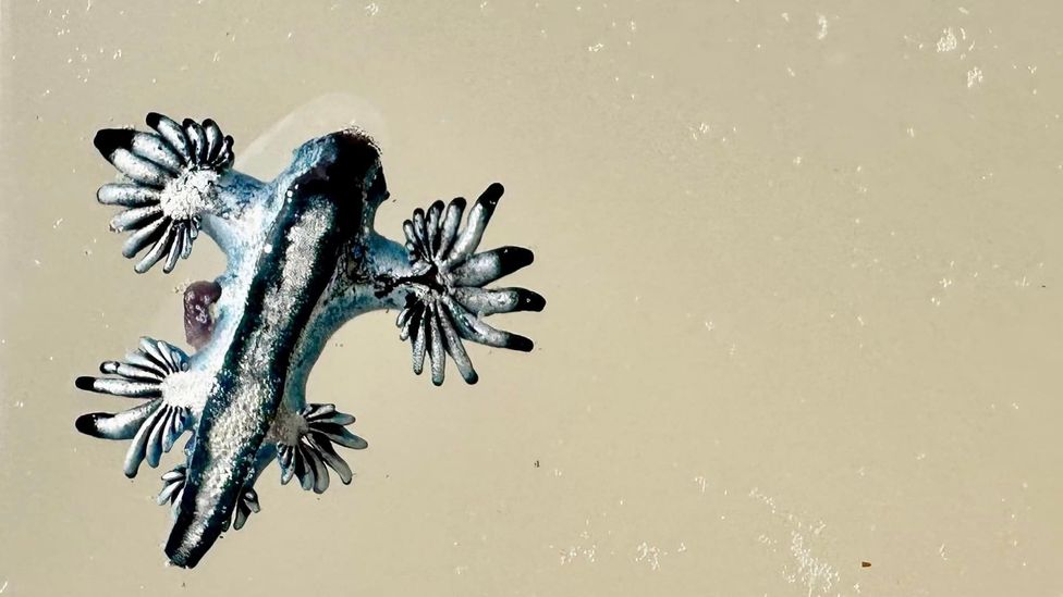 Rarely seen 'blue dragons' are disrupting spring breakers' beach plans ...