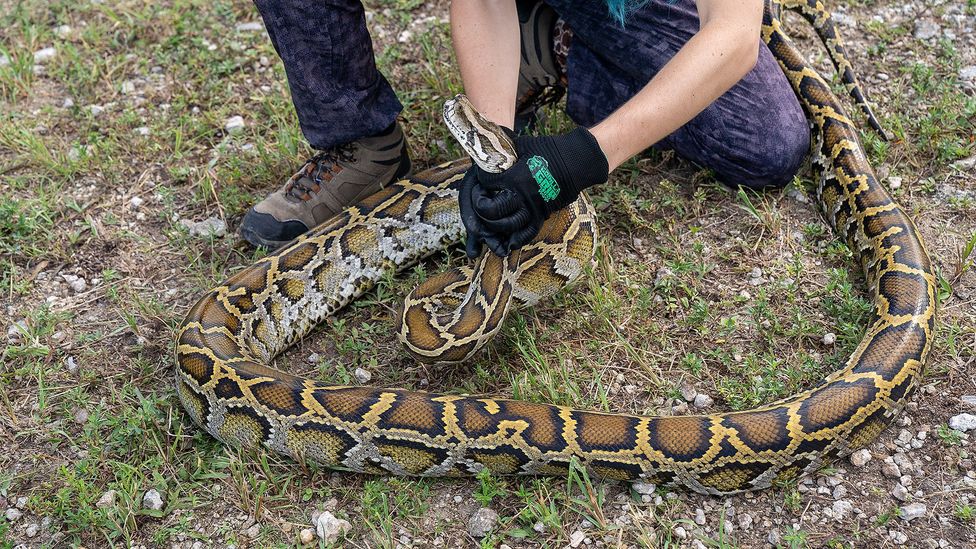 Florida is paying bounty hunters to control its python population - BBC ...