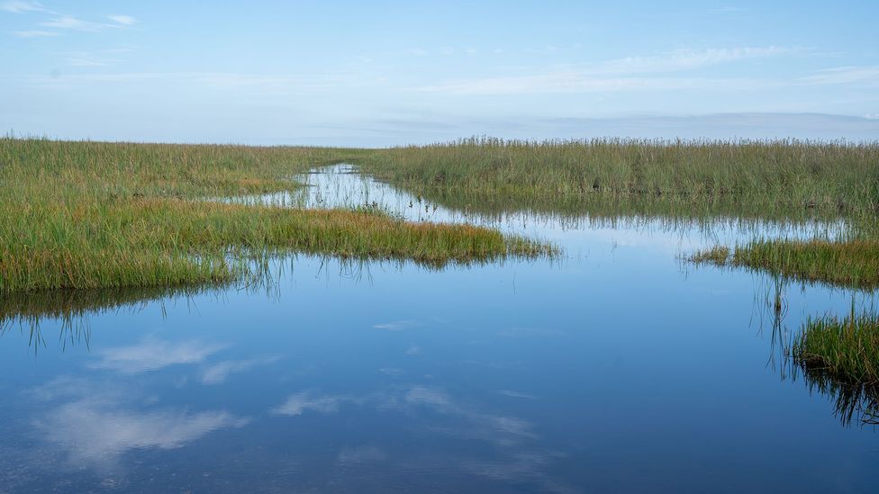Florida is paying bounty hunters to control its python population - BBC ...