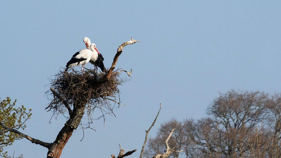 How an English castle became a stork magnet - BBC Future