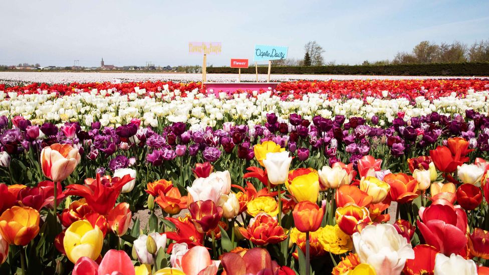 A local expert's guide to seeing the most beautiful tulips in the ...