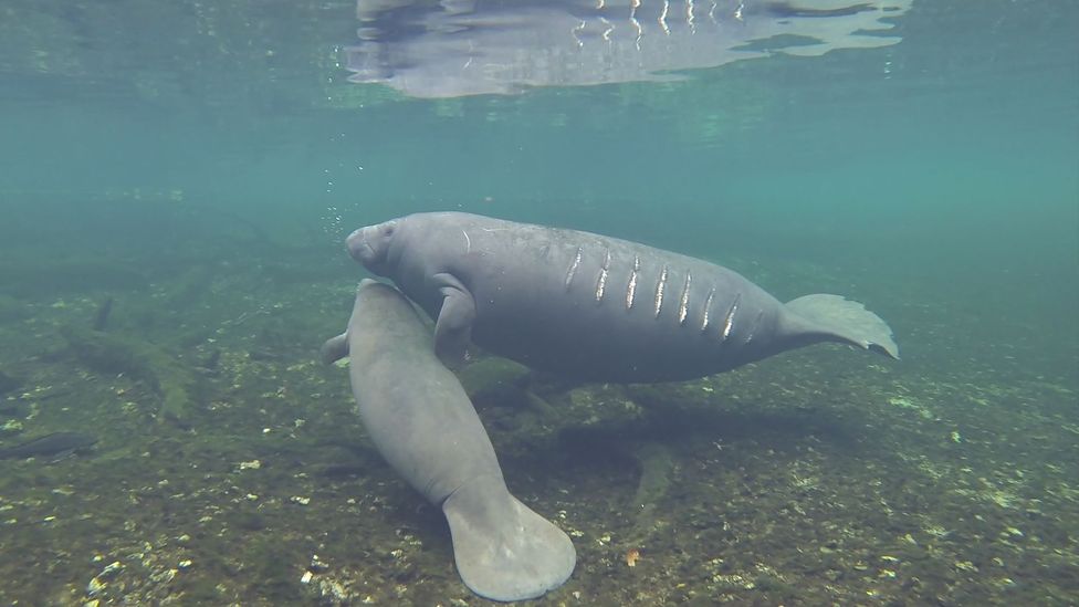 Florida's manatees are addicted to power plants. Scientists are weaning ...