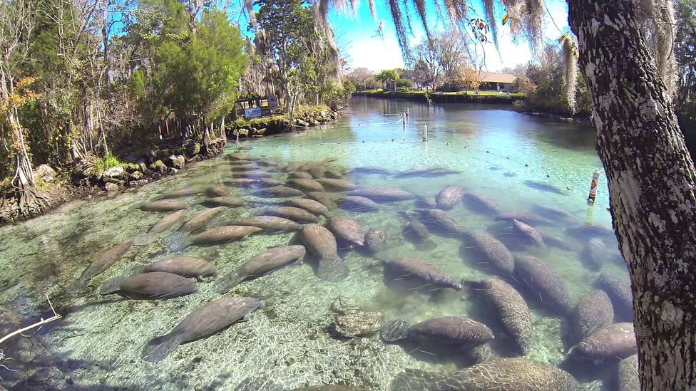 Florida's manatees are addicted to power plants. Scientists are weaning them off - BBC Future