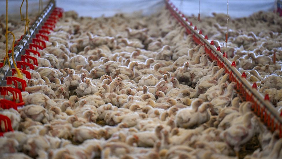 'Unprecedented': How bird flu became an animal pandemic - BBC Future
