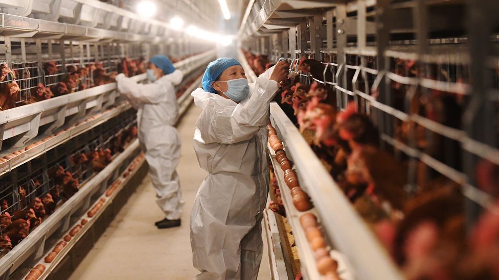 'Unprecedented': How bird flu became an animal pandemic - BBC Future