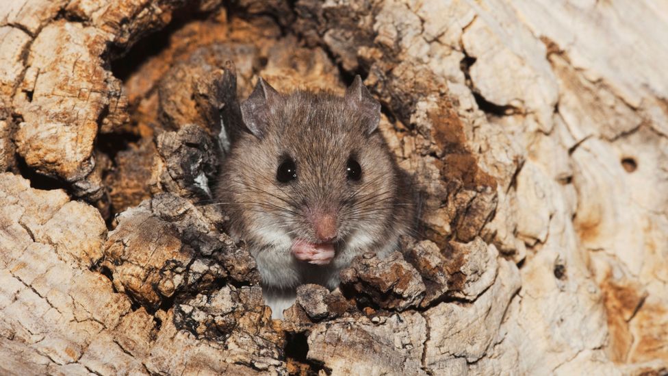 The mutant wildlife adapting to New York City - BBC Future