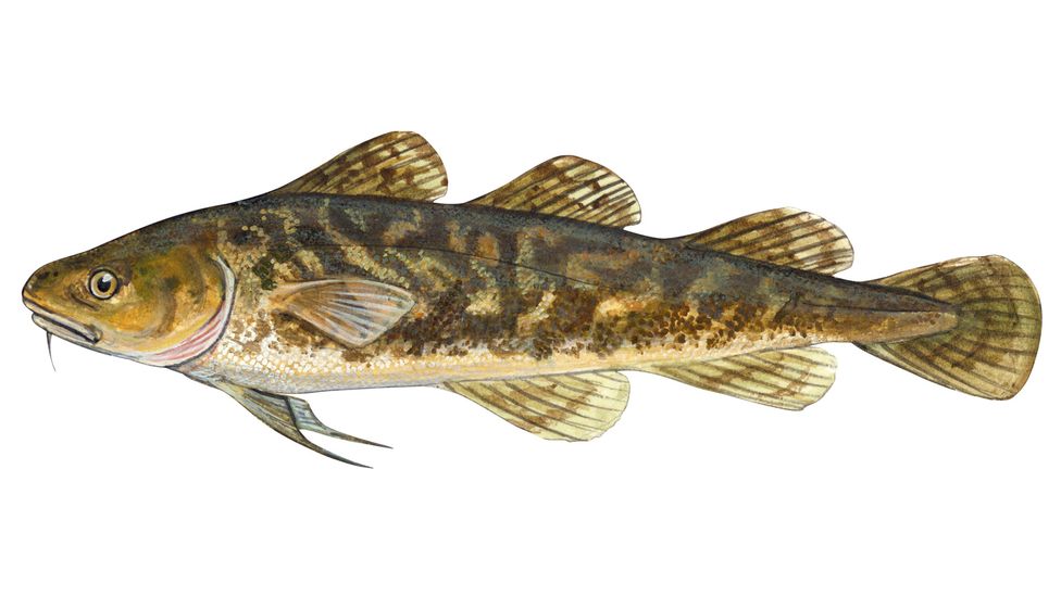 The mutant wildlife adapting to New York City - BBC Future