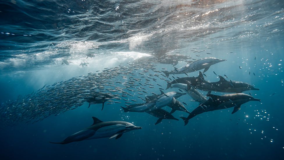 Thirteen photos that will make you care about the ocean - BBC Travel