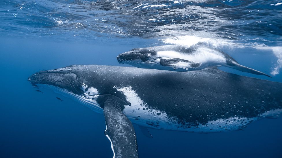 Thirteen photos that will make you care about the ocean - BBC Travel