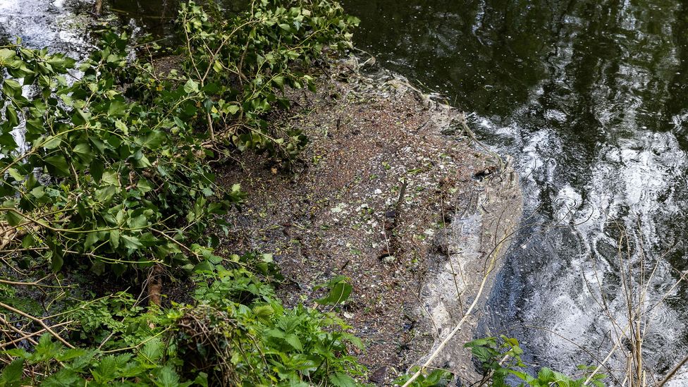 The UK's rivers are riddled with sewage pollution – new wetlands could ...