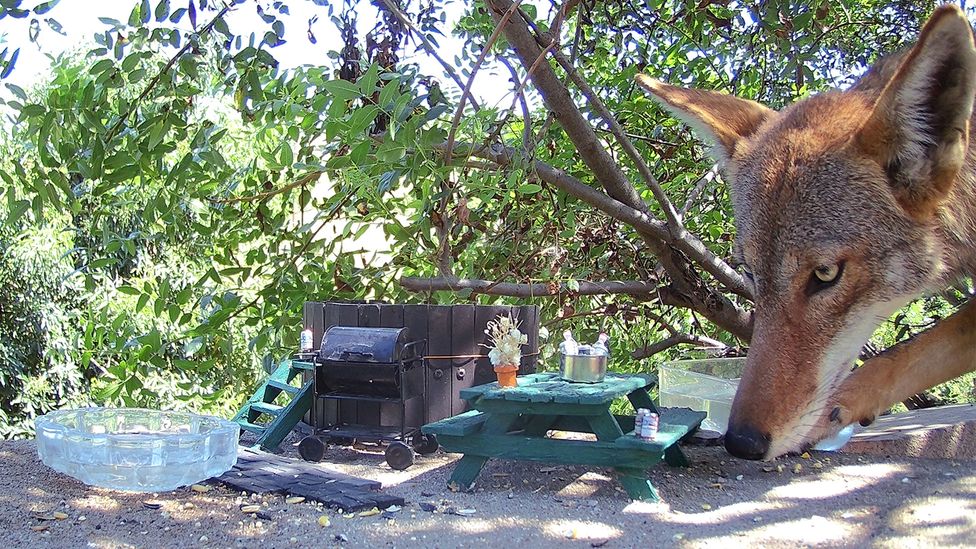 At-home trail cameras: Capturing the secret animal reality show in your ...