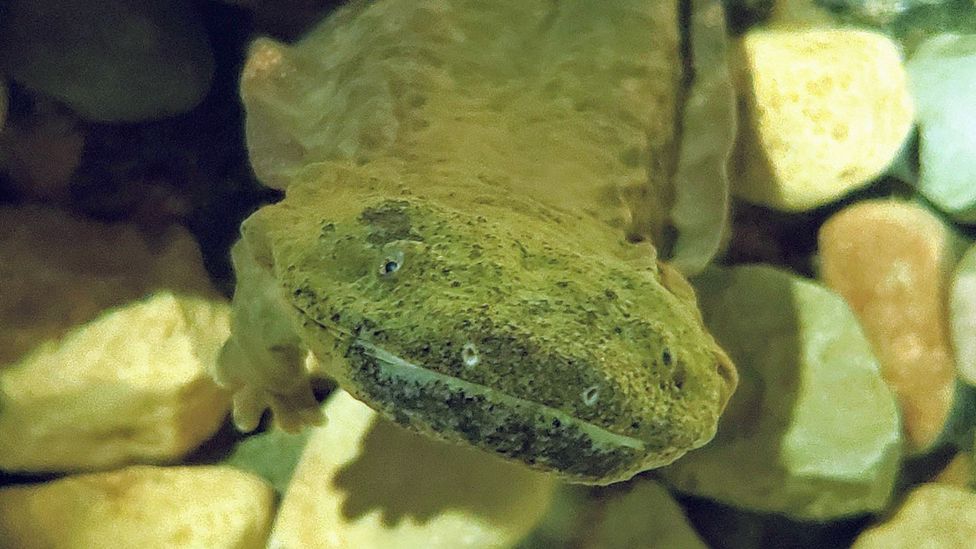 Meet the snot otter, the US's ancient and unique salamander - BBC Future