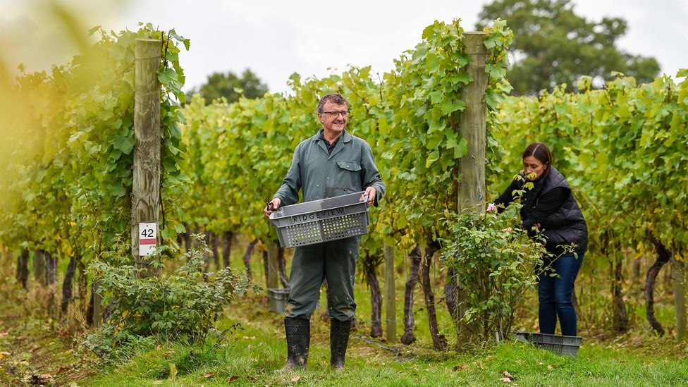 The English wine that's rivalling Champagne - BBC Travel