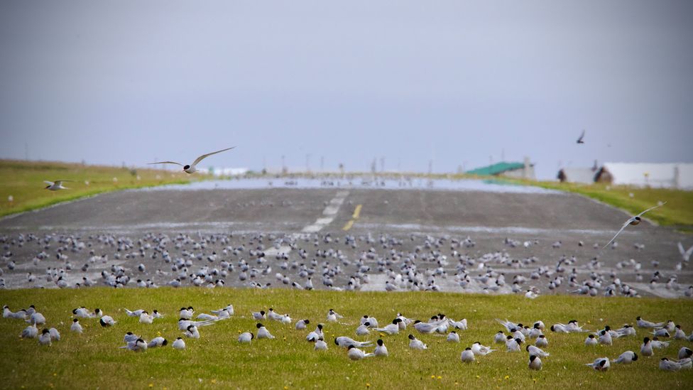 Grímsey: The Arctic island with 20 people and one million birds - BBC ...