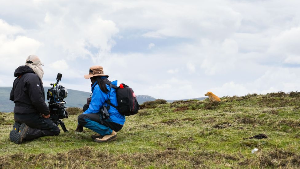 How an epic series on Asia's wildlife was filmed - BBC Future