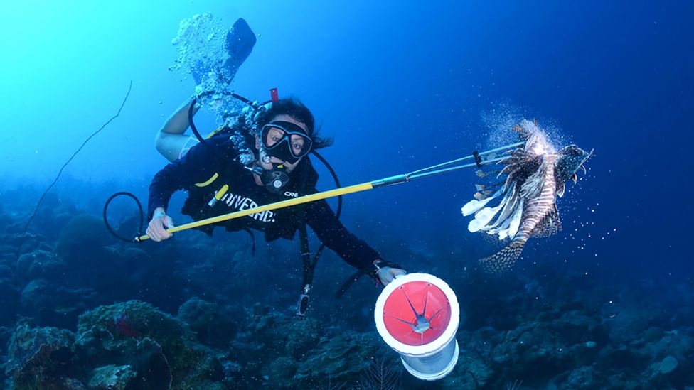 The fearless lionfish huntresses of the Caribbean - BBC Travel
