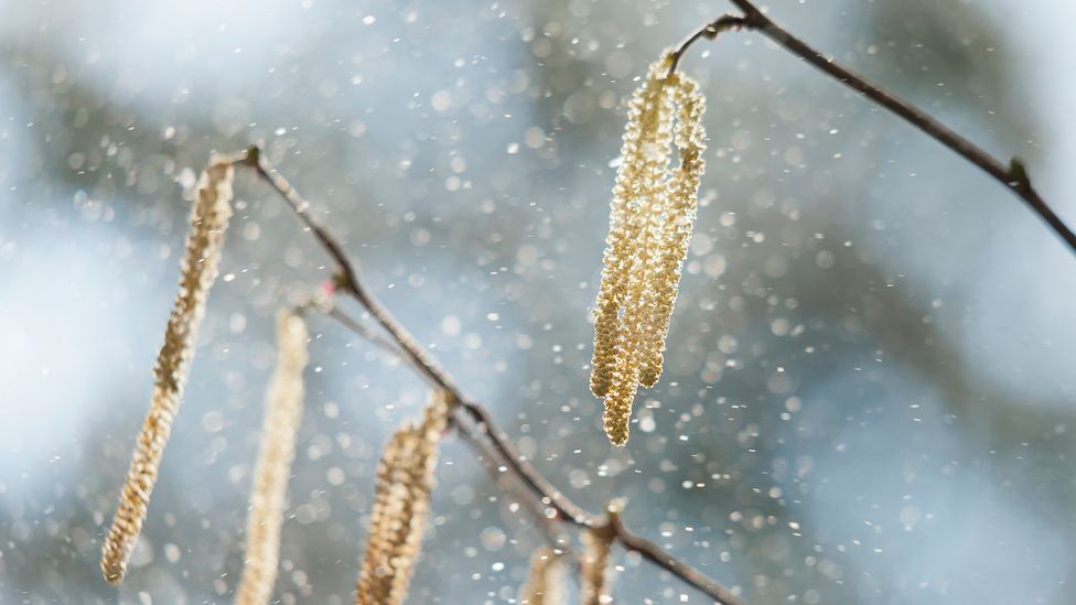 Climate change is supercharging pollen and making allergies worse - BBC ...