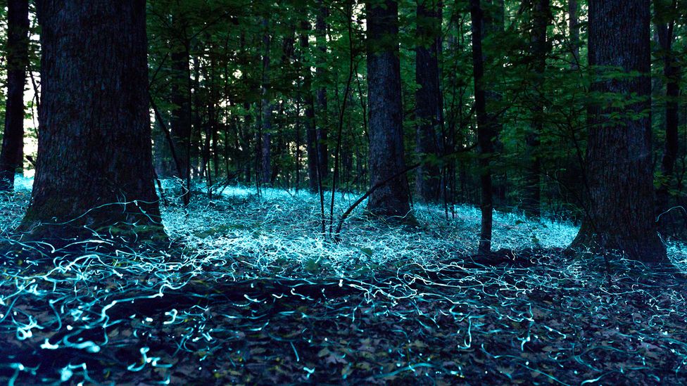 Can rare 'blue ghosts' help Asheville rebuild? - BBC Travel