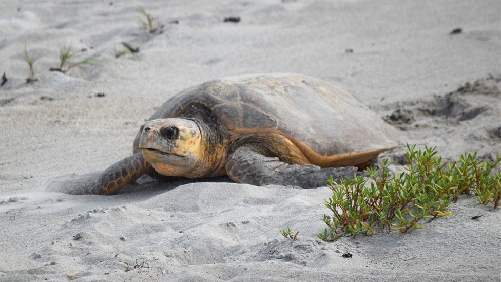The surprising Florida refuge where sea turtles love to nest - BBC Travel