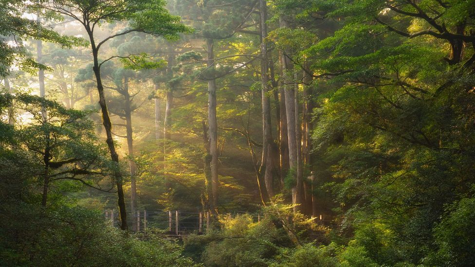 The Japanese landscapes that inspired Studio Ghibli films - BBC Travel