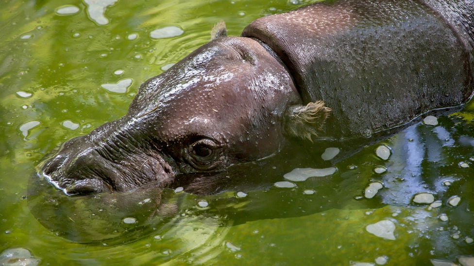 The remote isle where pygmy hippos roam - BBC Travel