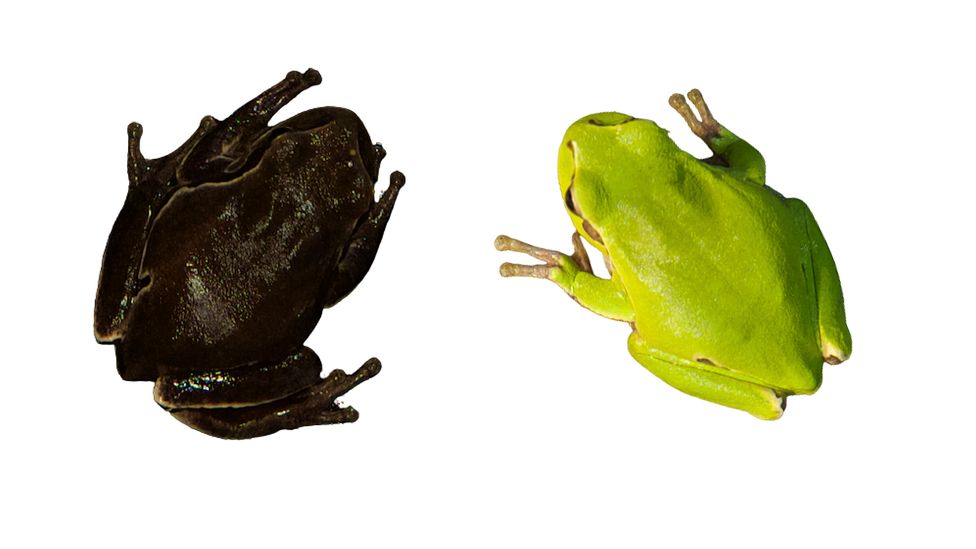 The mysterious black fungus from Chernobyl that may eat radiation - BBC ...