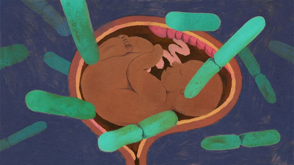 'The microbiome is a bit like a forest': How bacteria in the vagina can ...