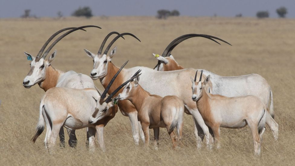 The 'extinct' antelope bringing hope in the Sahara Desert - BBC Future