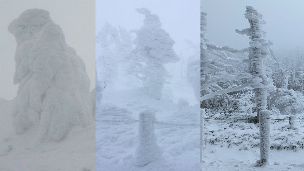 'Nothing else looks like them': Saving Japan's exceptionally rare 'snow ...