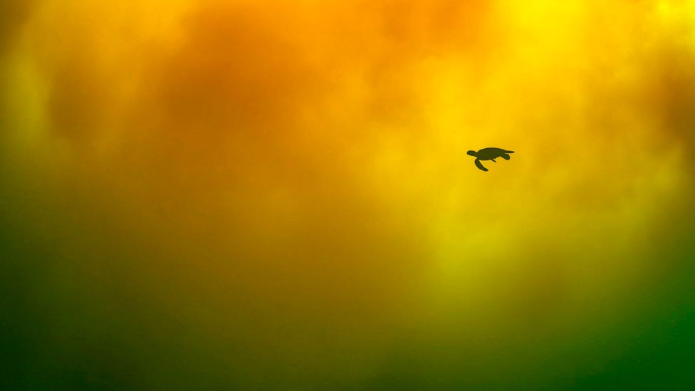 The best nature photography of 2025 - BBC Future