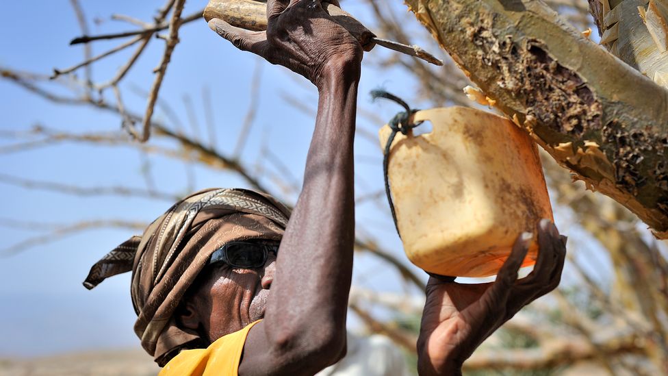 Why the world is running out of frankincense - BBC Future