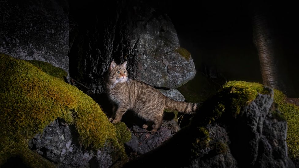 'This mysterious little beast is returning to our forests': Rare images ...