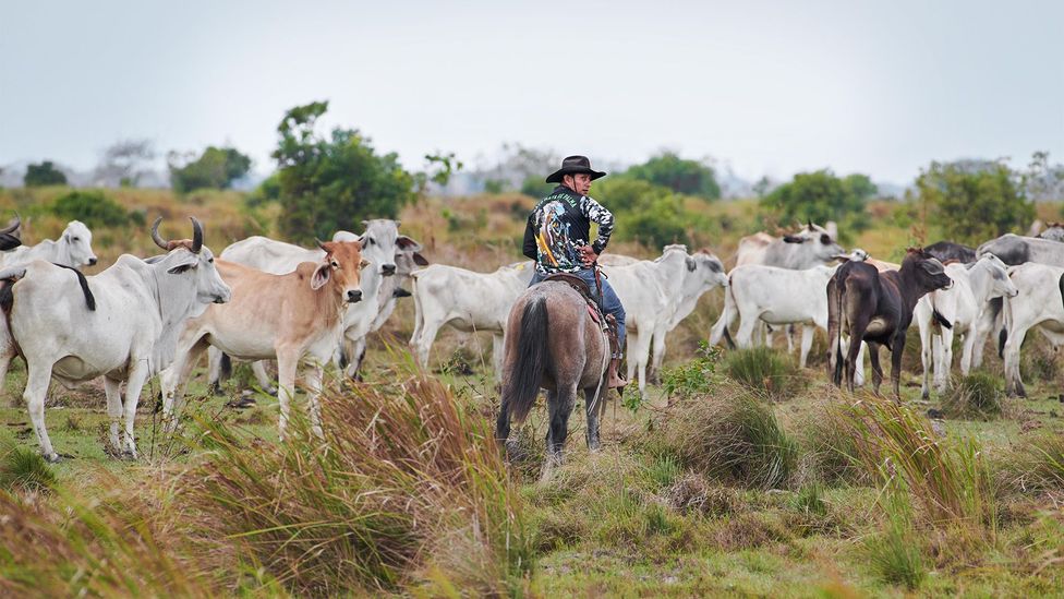 The little-known 'Serengeti of South America' - BBC Travel