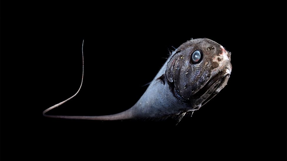 'We’re constantly surprised': The strange deep-sea creatures that eat ...