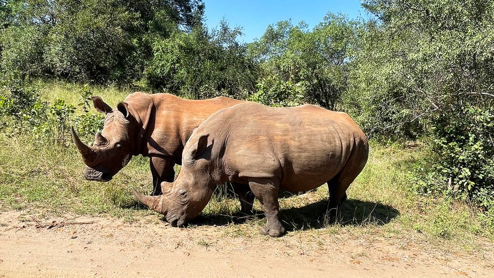 Zambia is the world's walking safari capital - BBC Travel
