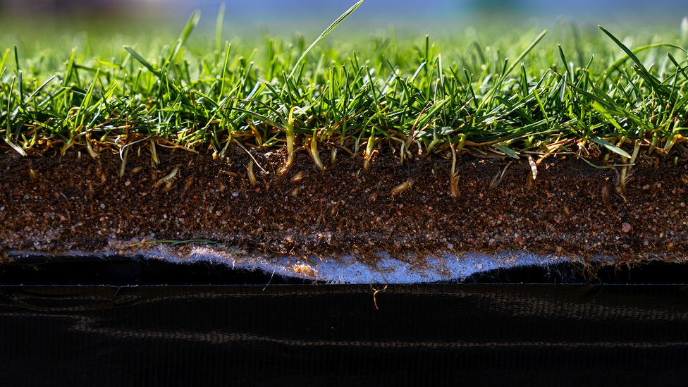 World Cup history will be made on this grass. These scientists have ...